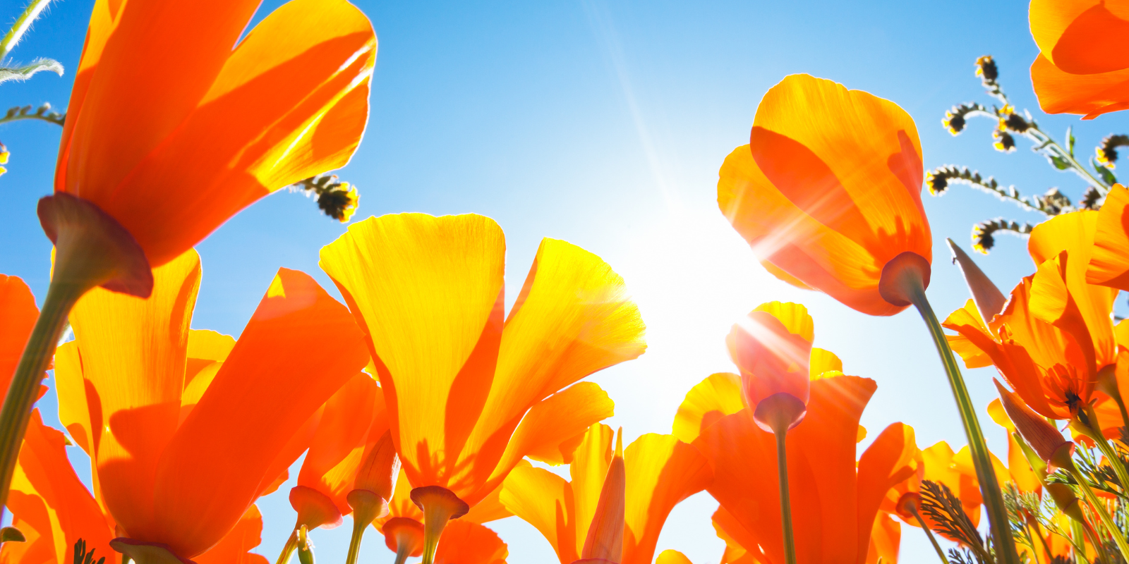 Restoration Is Here | Doug Addison